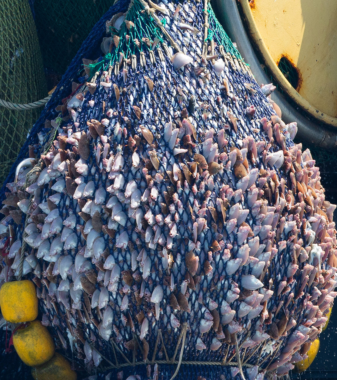Ban Bottom Trawling Now – Finisterre