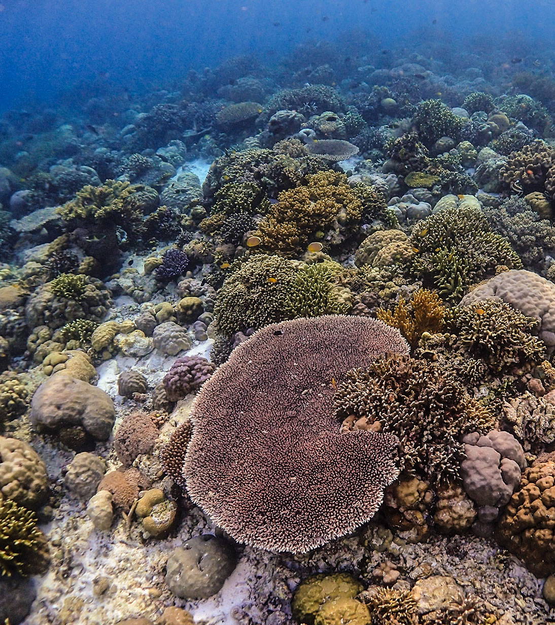 Rewilding the Sea: Part 2 | Blog | The Finisterre Broadcast